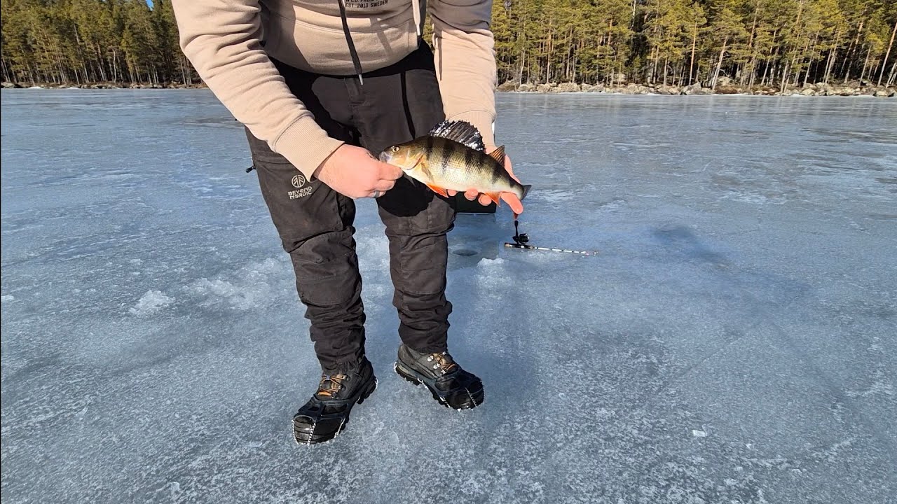 Pimpling efter Abborre - YouTube