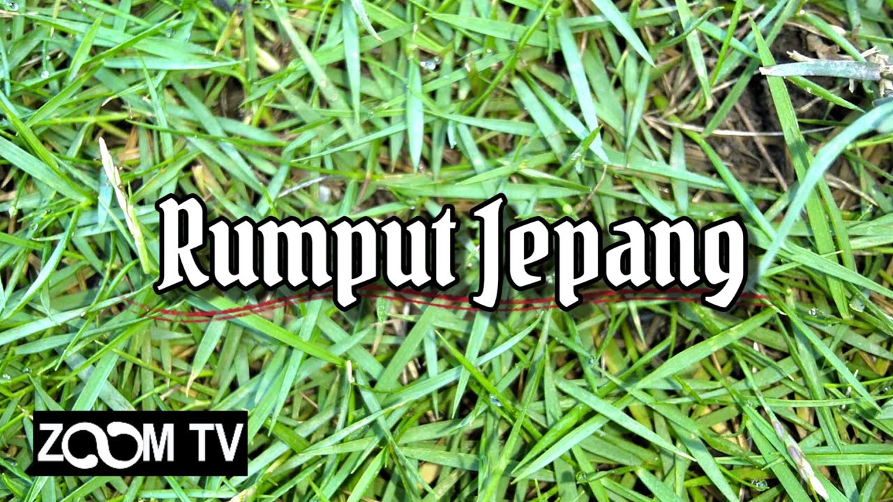 ZOOM TV | Tanaman Rumput Jepang di Halaman Rumah Yang Menghijau ...