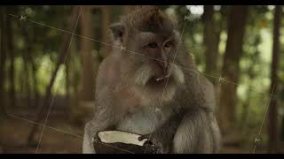 Close up portrait view of a female macaque monkey eating a coconut out of the shell in monkey
