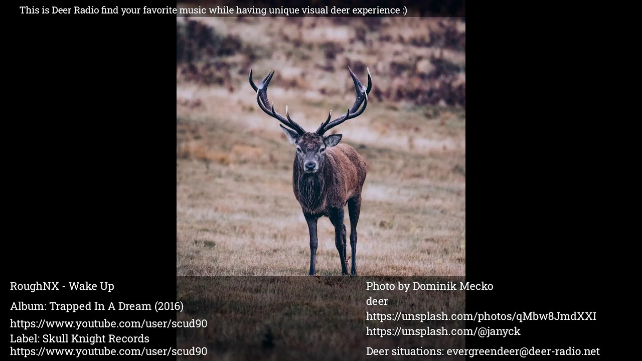 Deer Radio 24/7: find your favorite music while having unique audio ...
