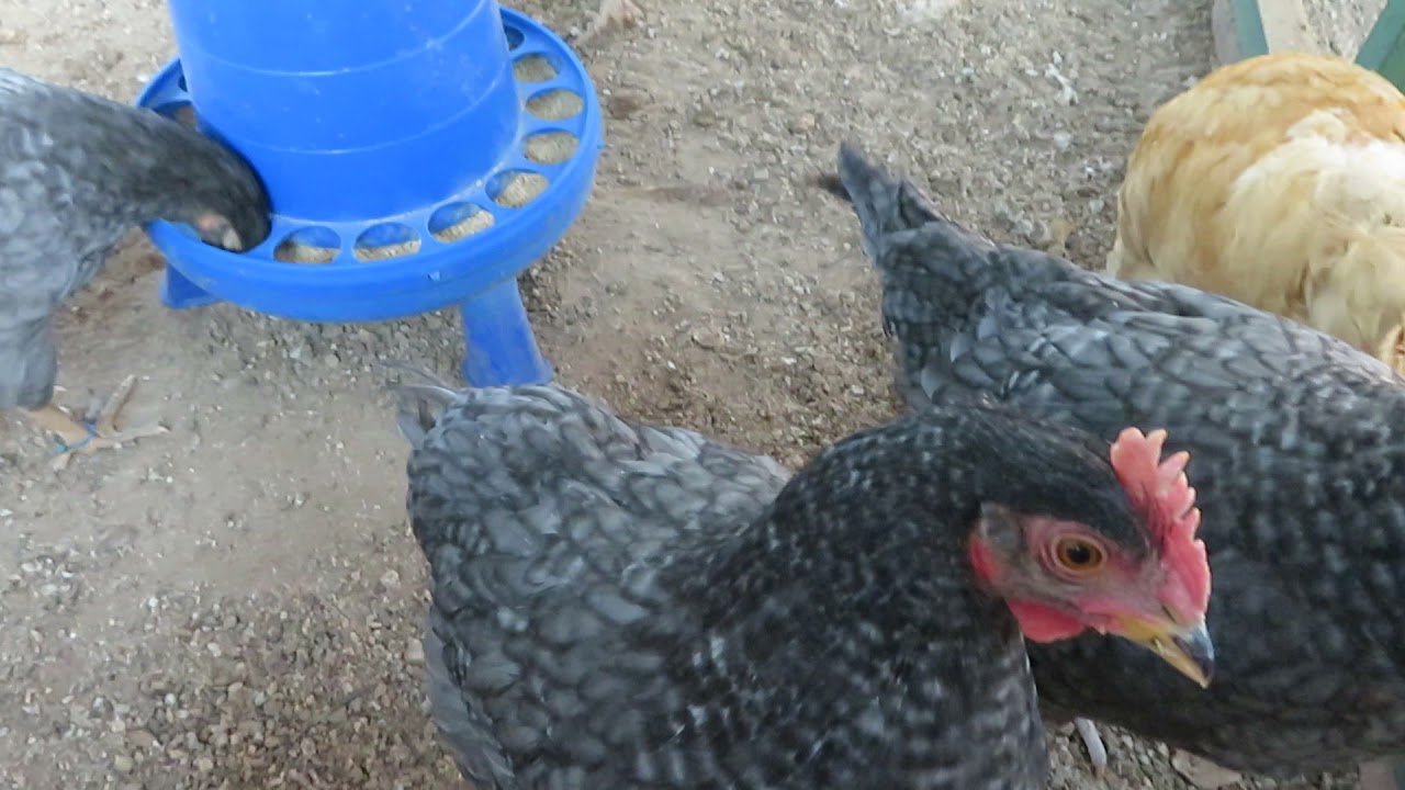 Chickens shaking their heads (RESOLVED) - YouTube
