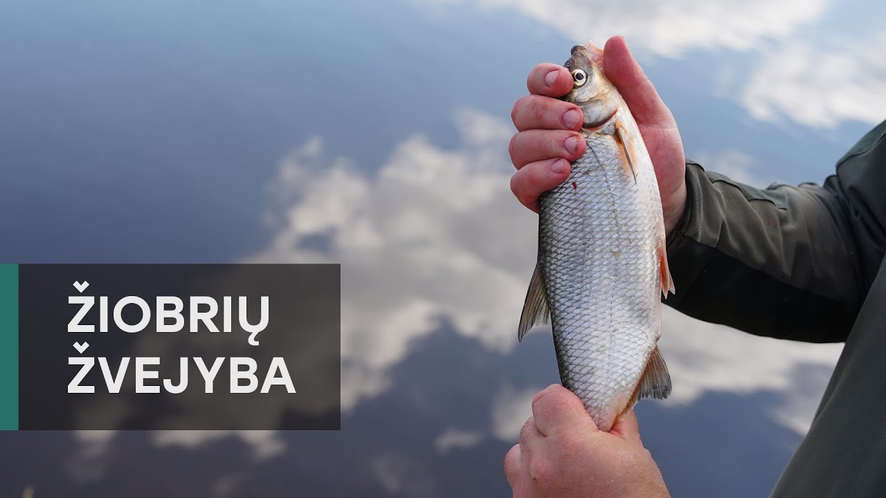 Žiobrių žvejyba - YouTube