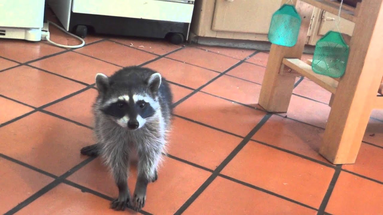 Blind Mama Raccoon Sends in her Babies - YouTube