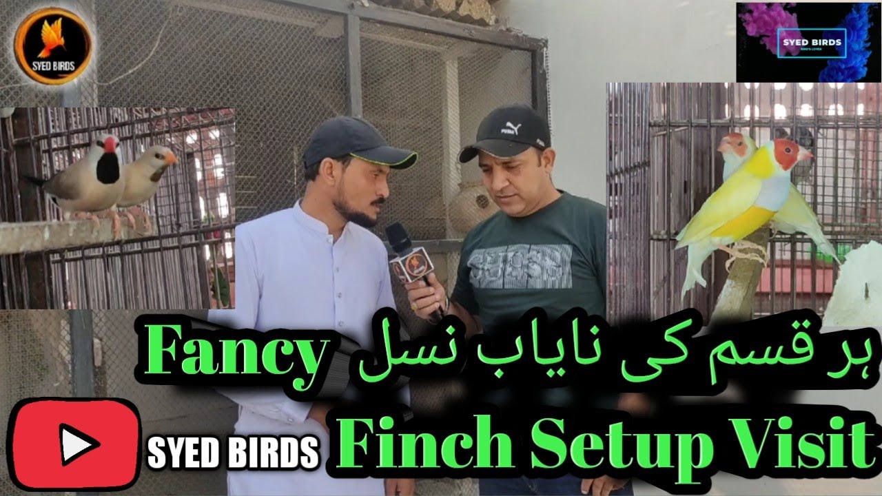 Setup Visit White Java Sliver Java Fawn Java Star Finch Zebra finch Lady Gouldian Shafttail ...