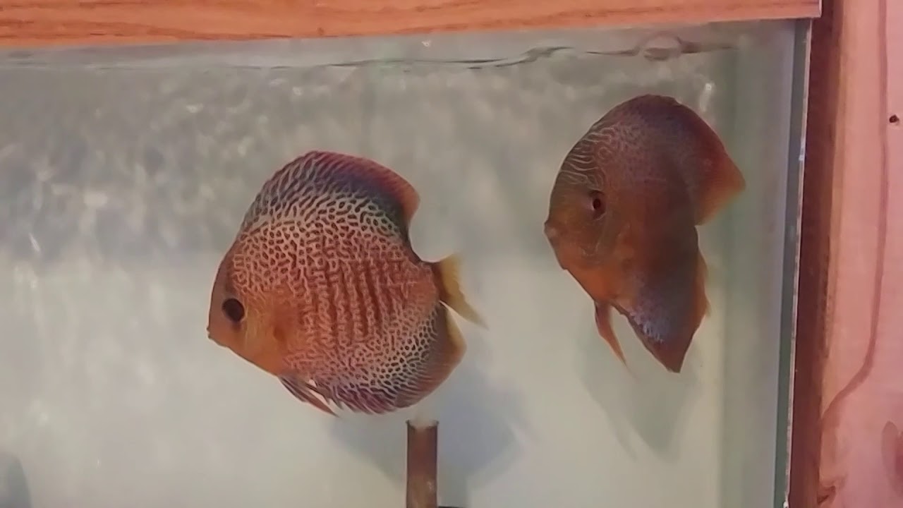 Some Of My Discus Pairs! - YouTube