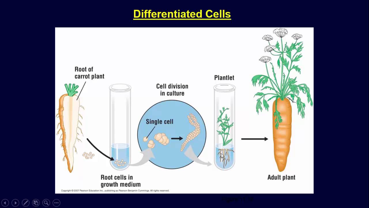 Cancer (Gene Therapy, Stem Cells, and Cloning) - YouTube