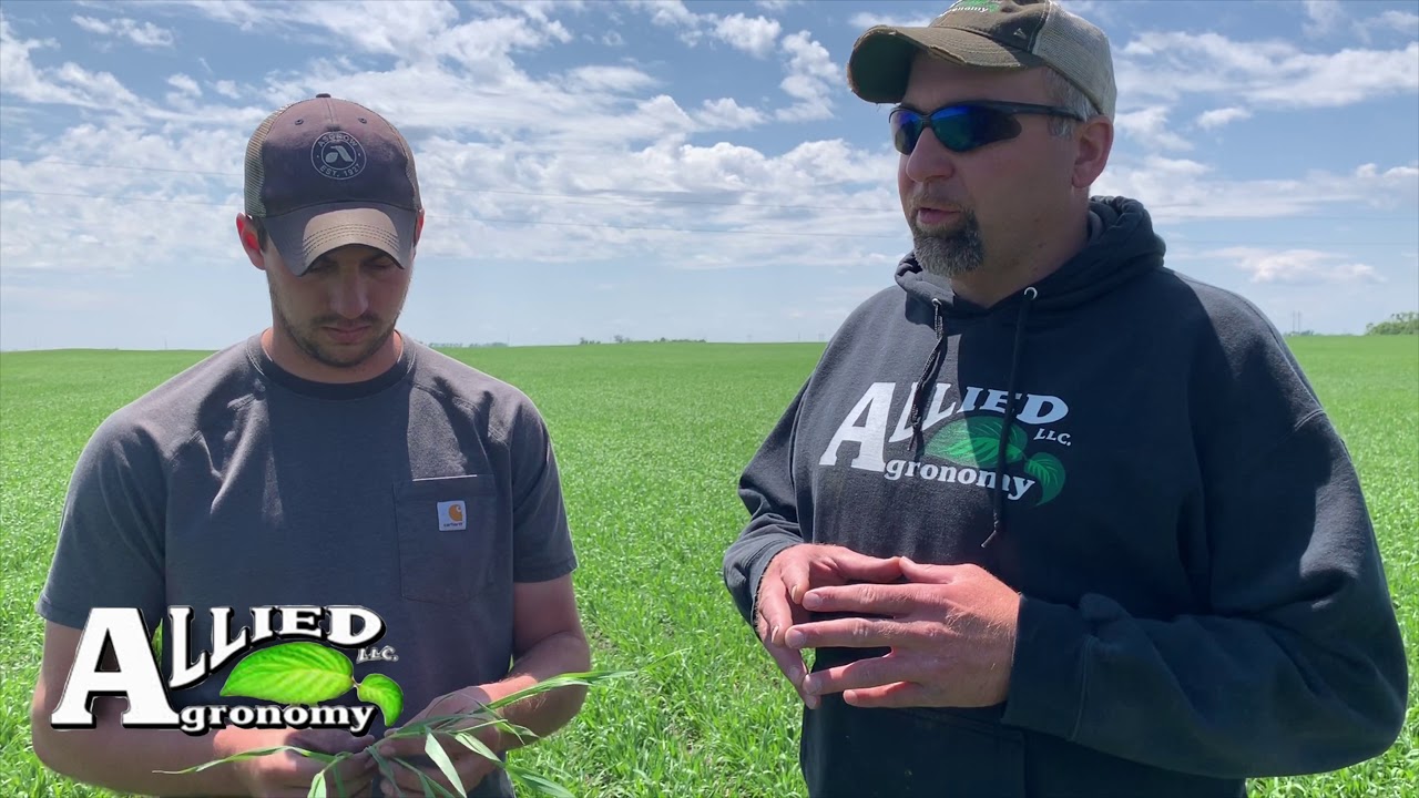 Scouting Wheat with Jason Vollmer and Cole Hendrickson - YouTube