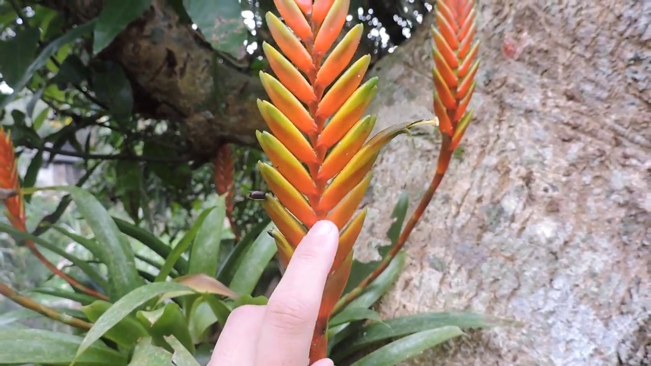 Morfologia da Familia Bromeliaceae VI - Escapo e Inflorescência. - YouTube