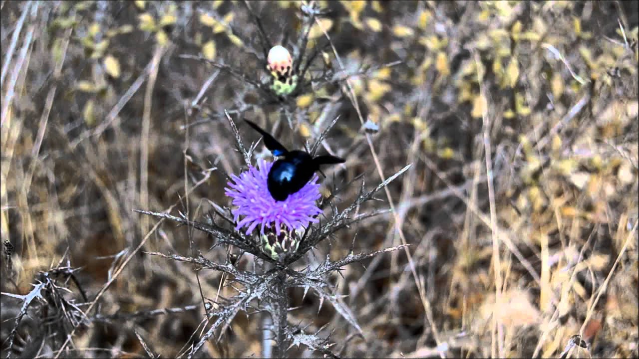 דבורת עץ סגולה - Purple carpenter bee (Xylocopa violacea) - YouTube