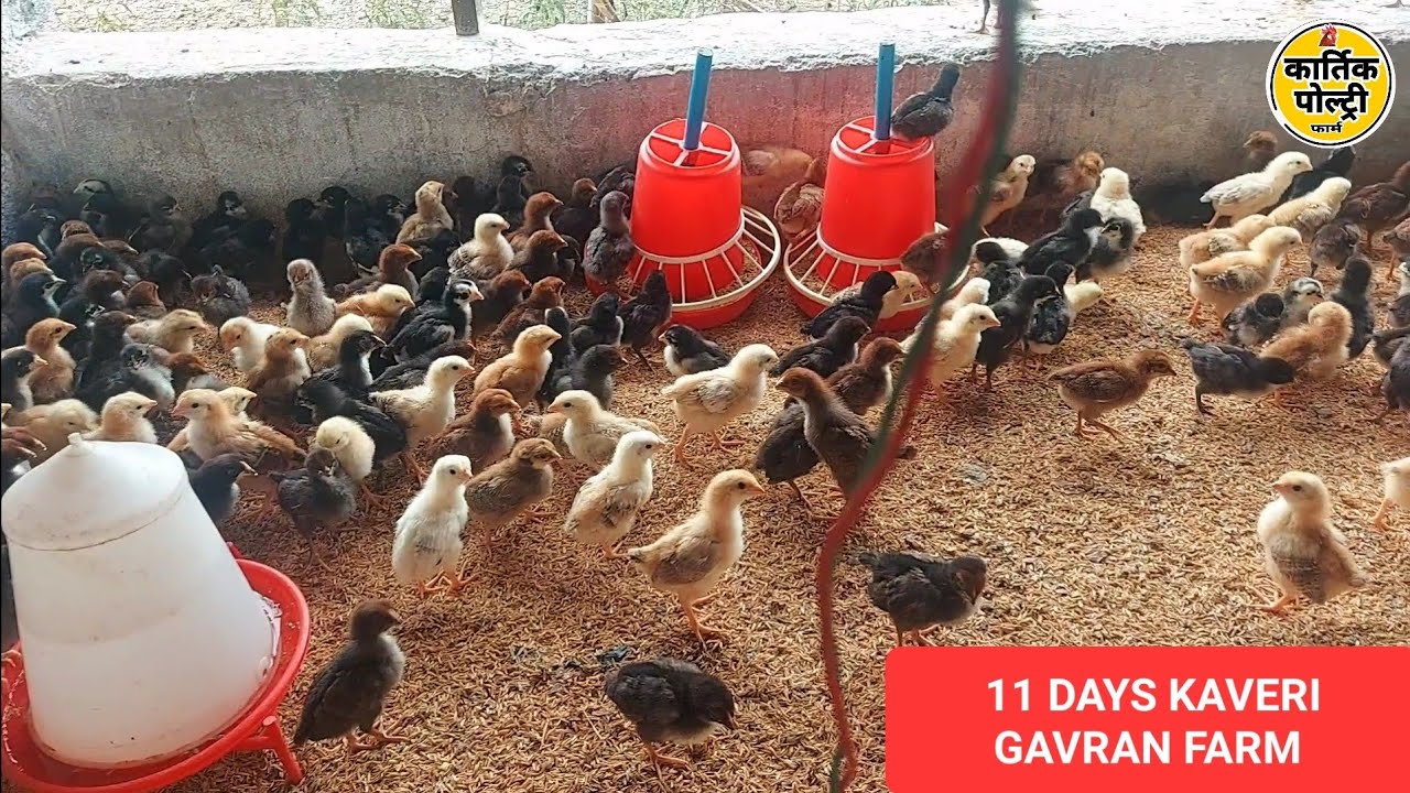 kartik poultry farm | 11 days kaveri gavran chicken farm | #poultryfarm ...