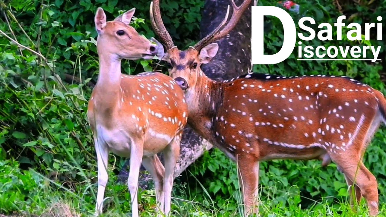 wildlife 4k video | animal cam |jungle safari | animal live - YouTube