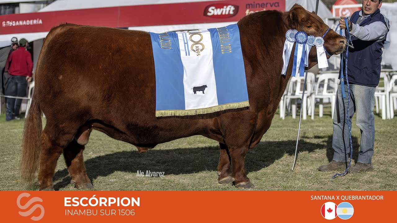 ESCORPIÓN_Angus Colorado - YouTube