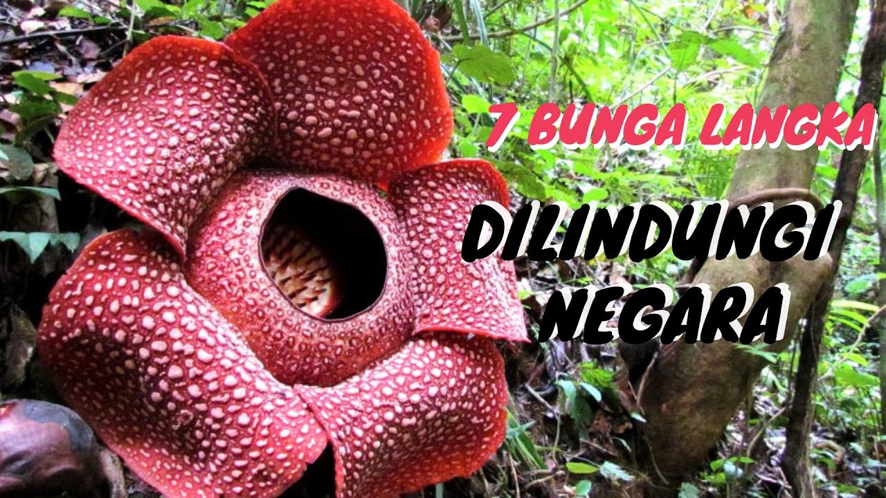 7 Bunga Langka di Indonesia yang Sangat Dilindungi - YouTube