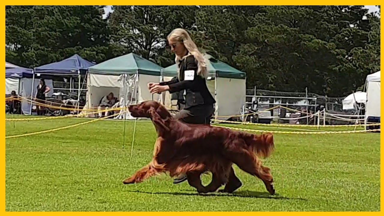2022 Romsey AM Show - BEST IN SHOW - YouTube