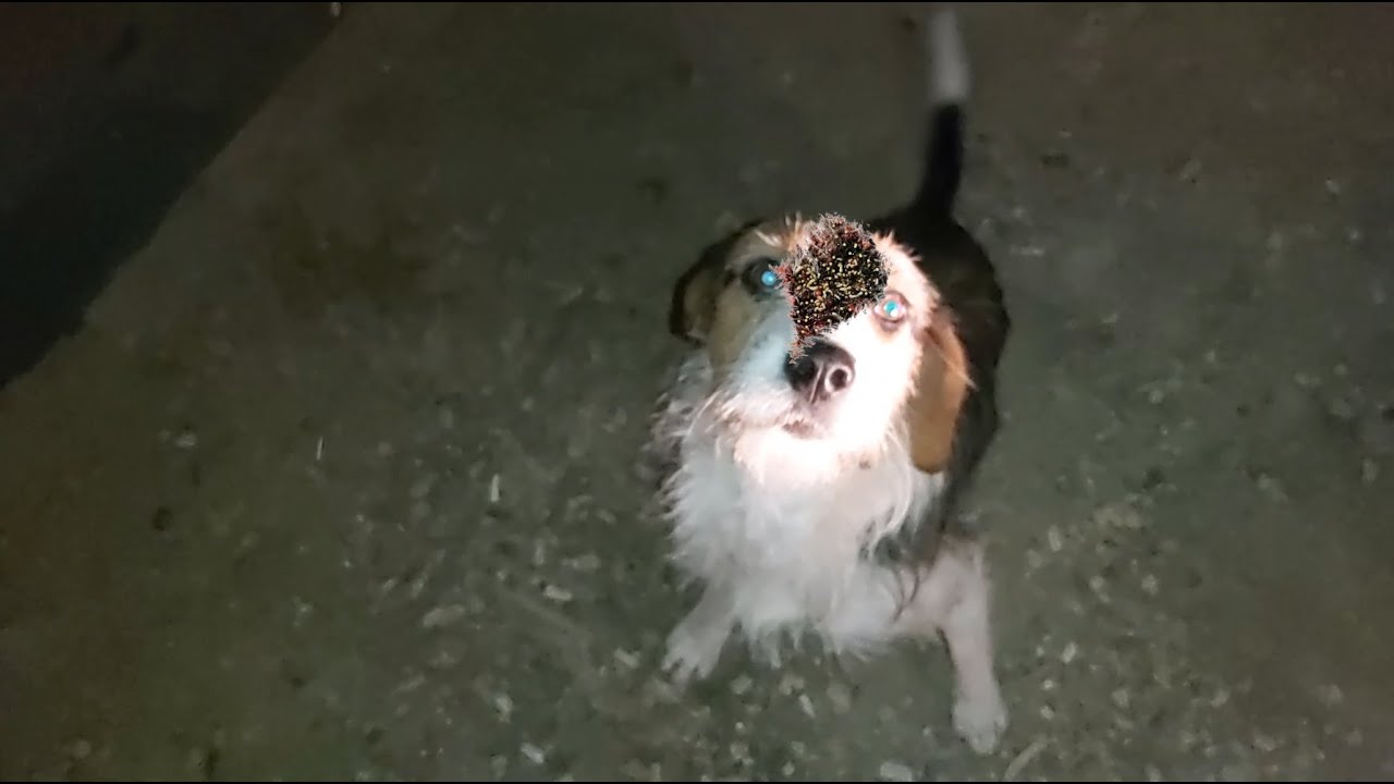 Removing Monster Mango worms From Helpless Dog! Animal Rescue Video ...