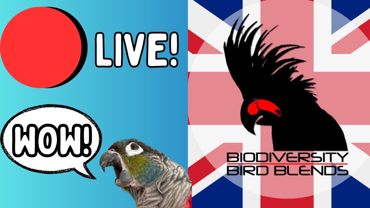 Bio Bird Blend UK Launch Live Stream - Giveaway + Birdie Chaos ...