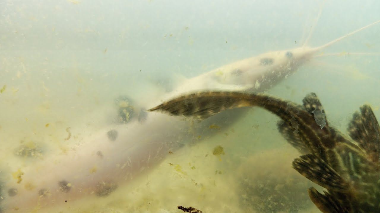 Let's see a fish tank live (Fish Life ) THE EXPLORER - YouTube
