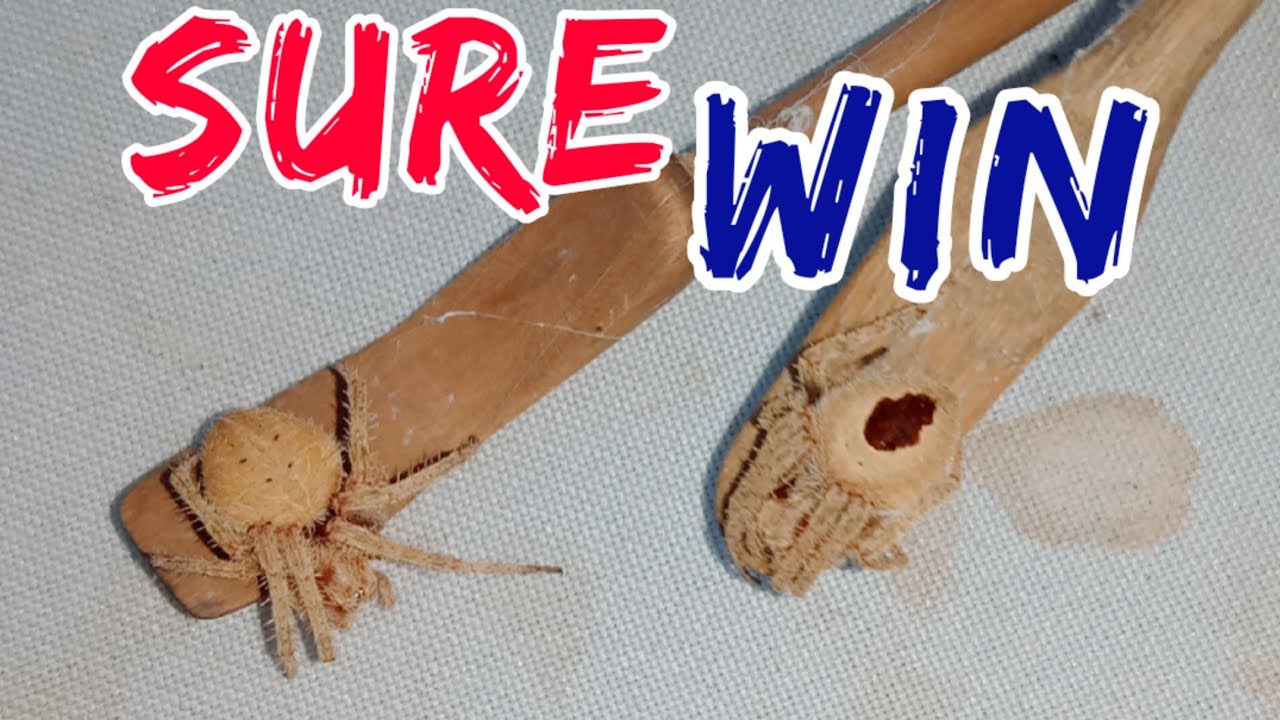 Paano manalo sa Sabong International- Spider Fight MOST OF THE TIME ...