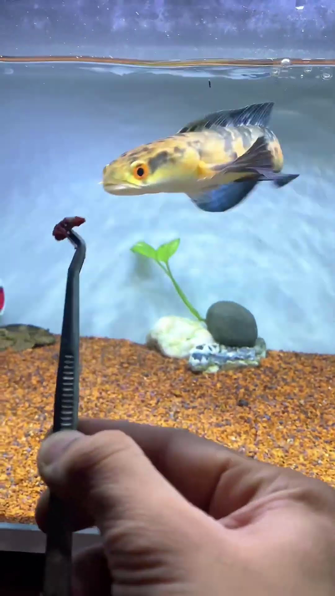 Dụng cụ không thể thiếu khi thuần cá lóc #caloc #caloccanh #guppy # ...