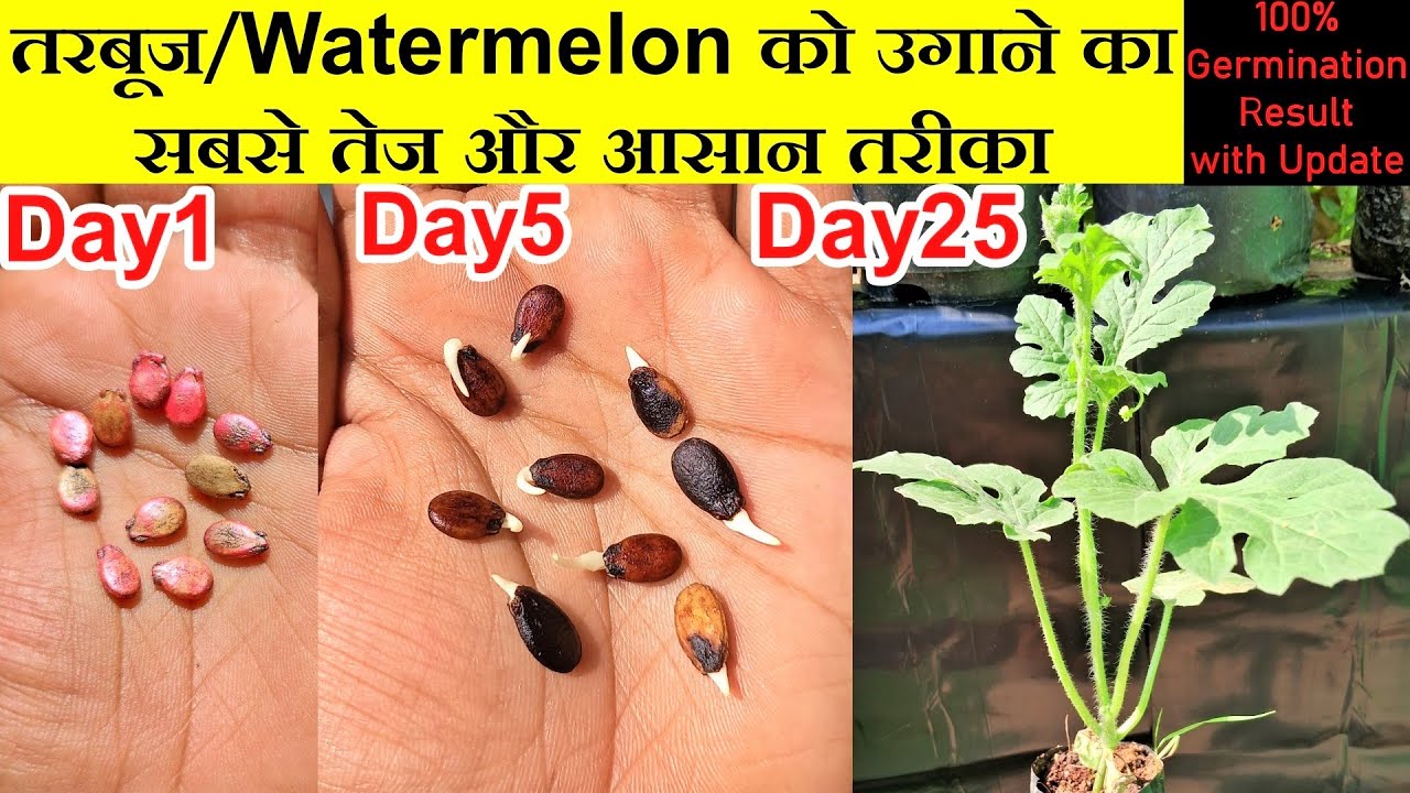 तरबूज के बीज कैसे लगाएं| 100% Result | How to Germinate Watermelon ...