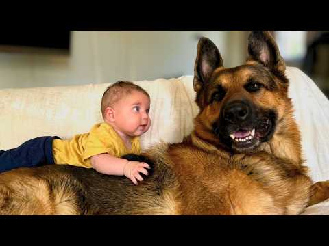Wie ein riesiger Deutscher Schäferhund der große Bruder unseres Babys wurde
