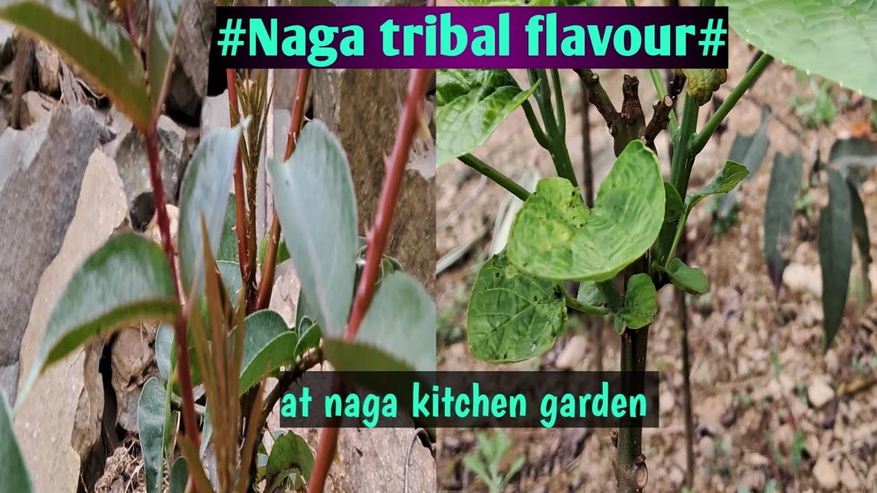 #Naga tribal flavour#at naga kitchen garden 😋 - YouTube