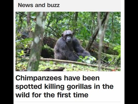 Chimpanzees have been spotted attacking and killing gorillas in the ...