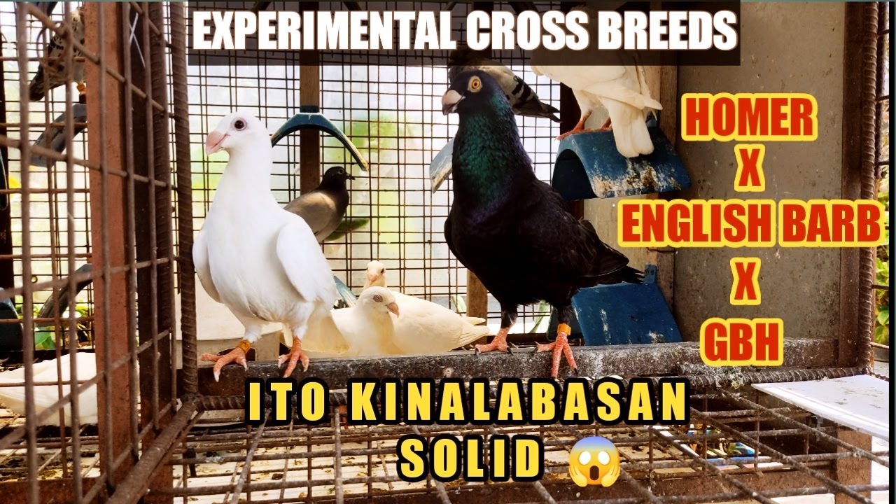 HOMER X ENGLISH BARB X GBH | BEAUTIFUL THREE WAY CROSS BREEDS | SOLID ...