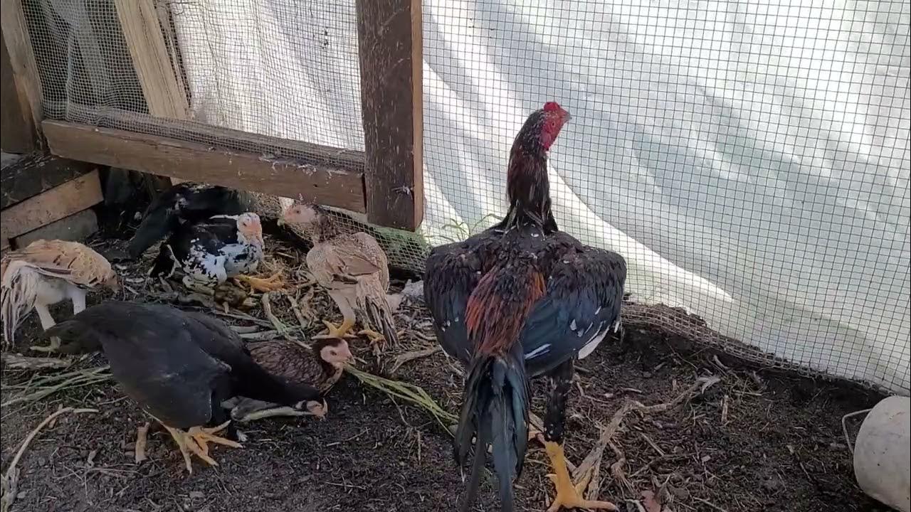 los update kuv cov qaib muab tshuaj nag hmo. - YouTube