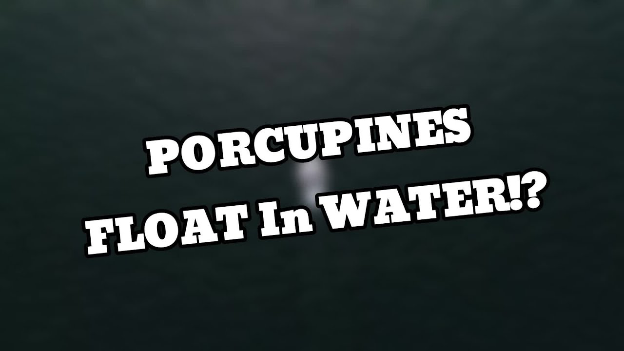 Porcupines float in water!? | 15 Strange Facts - YouTube