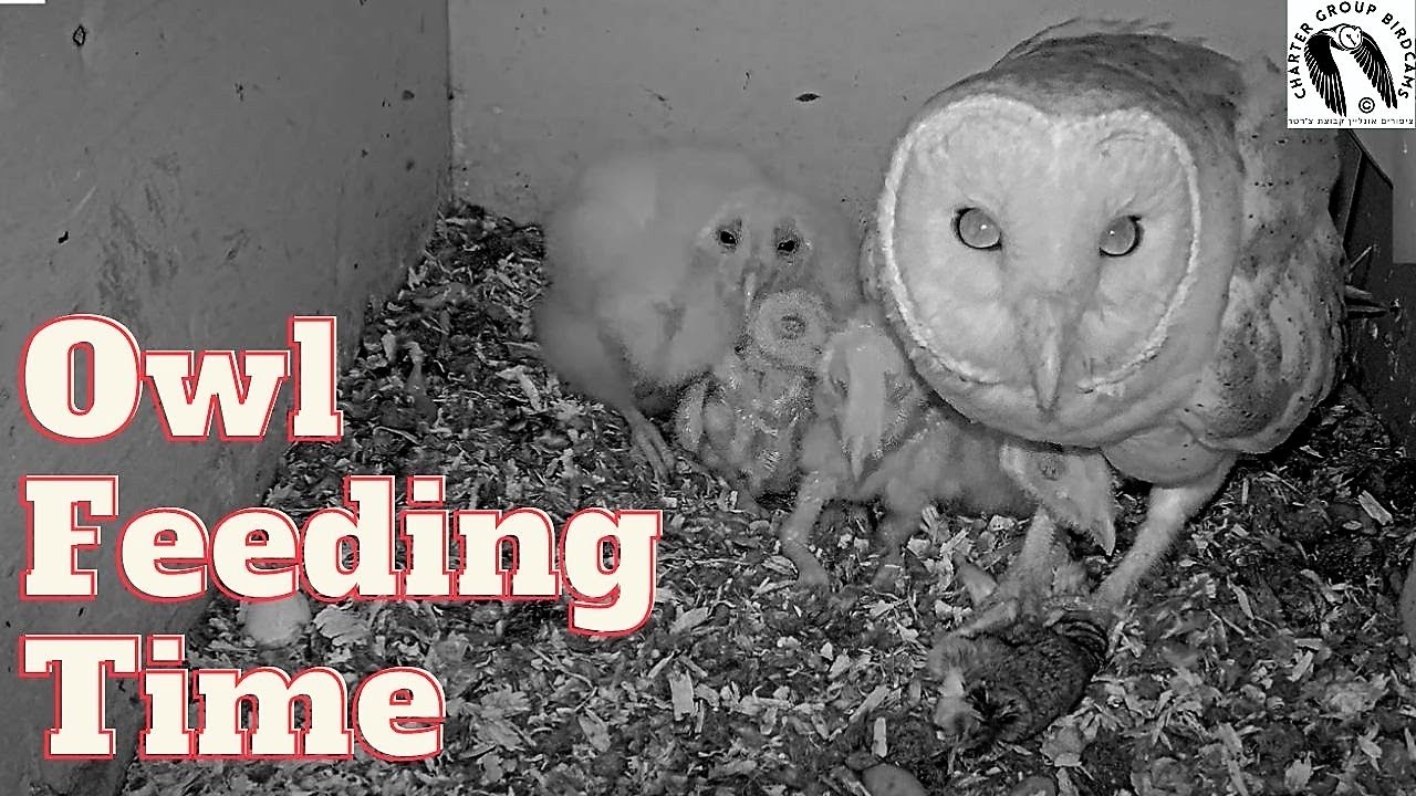 Feast Time for Barn Owl Nestlings. - YouTube