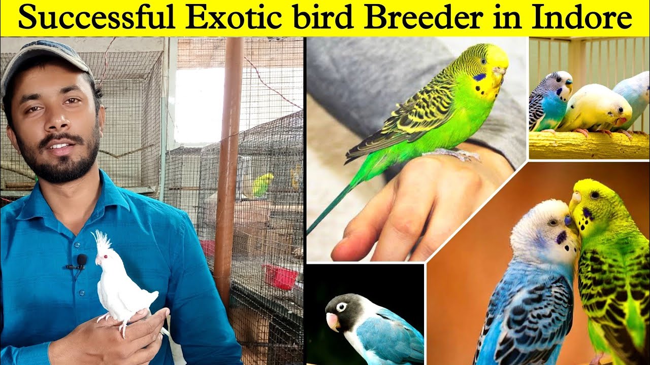 Best bird Breeder in Indore || Breeder in Indore || Uwais Ansari vlogs ...