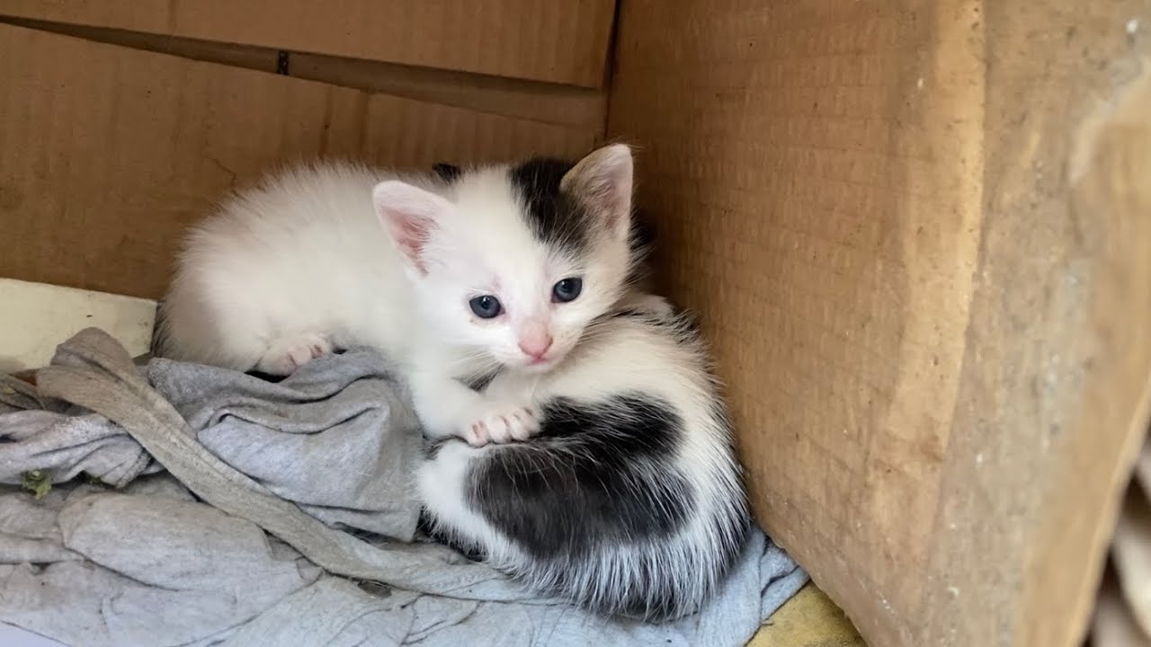 Little Kittens that are so beautiful and Cute. 😍 - YouTube