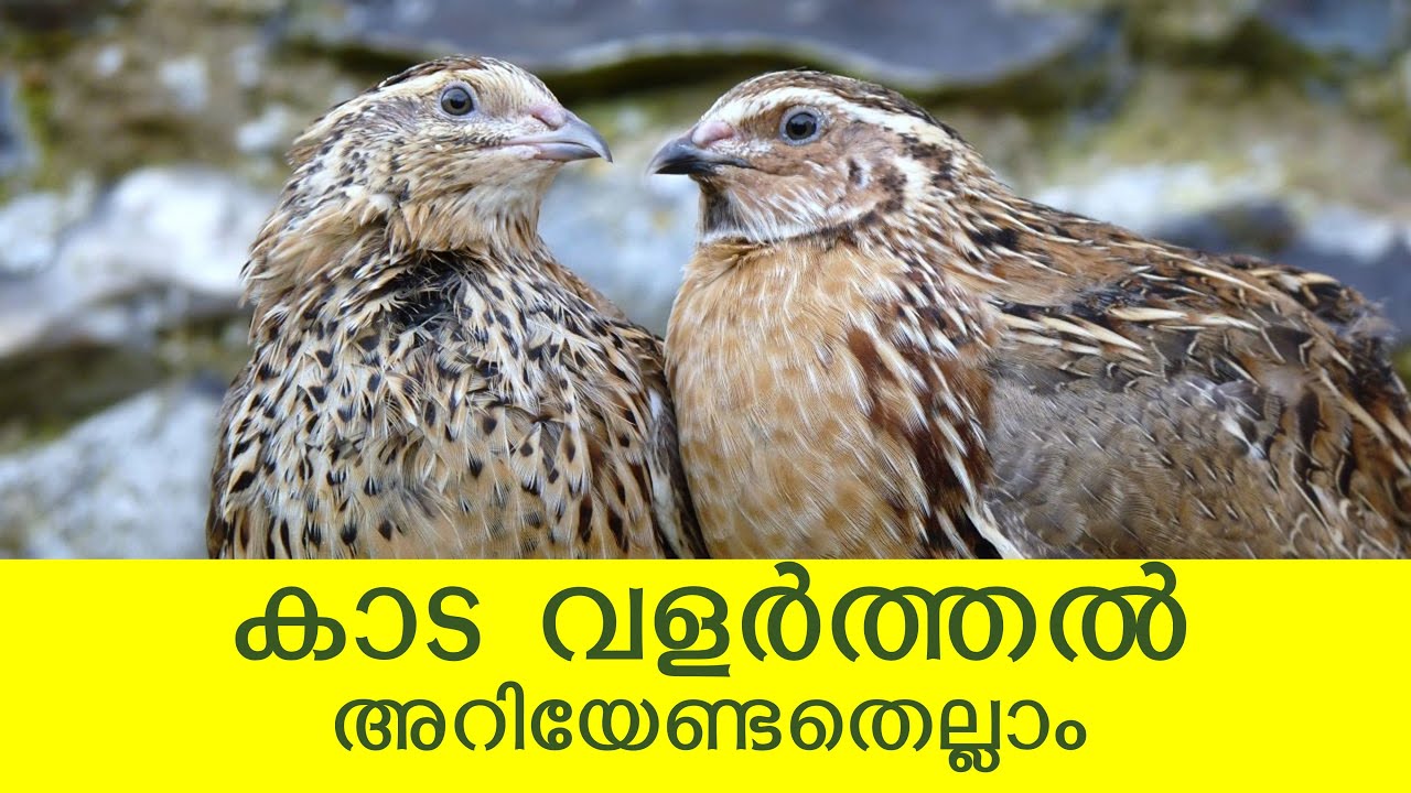 കാട വളർത്തൽ Kada valarthal Malayalam Kerala quail farming Kerala - YouTube