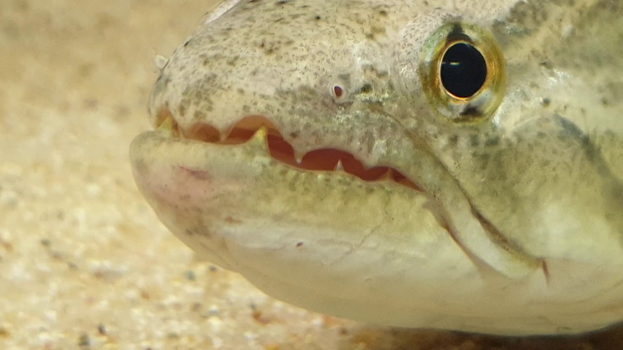 Top toothy fish in 1 aquarium (bicher tooth closeup) - YouTube