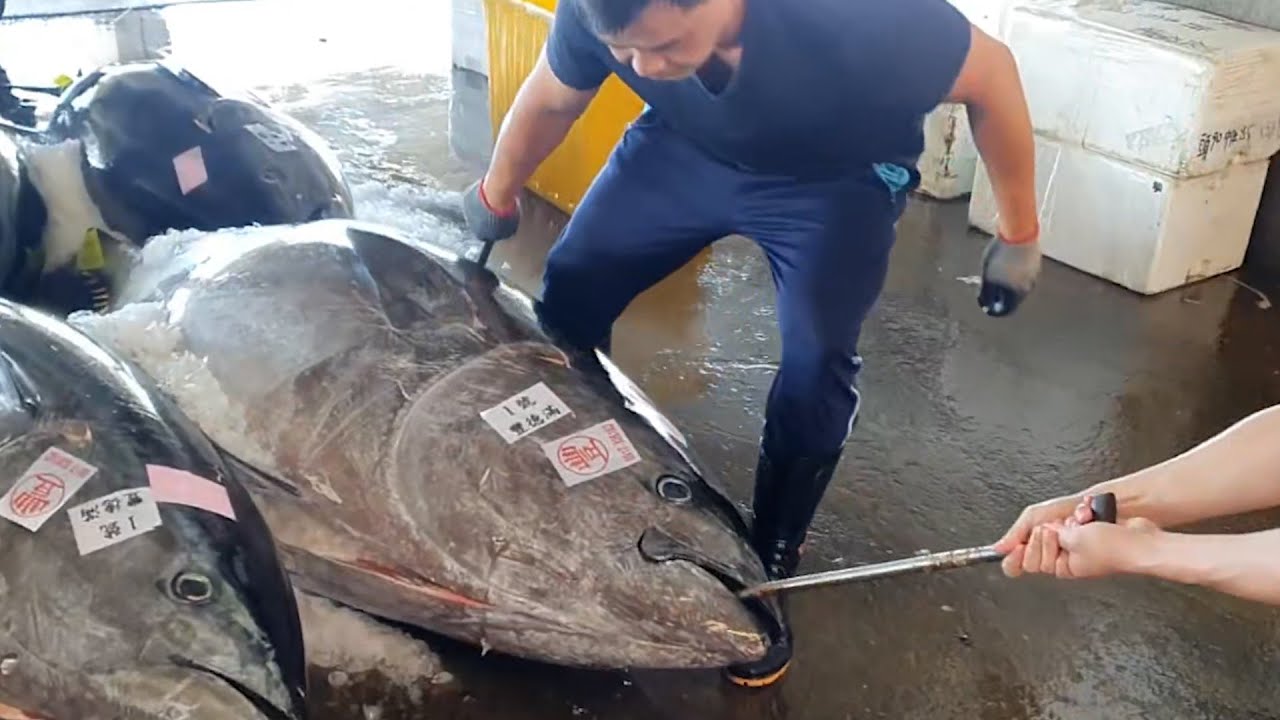 Cut two over 400kg Giant Bluefin Tuna at one time / 一次切兩條400公斤以上的巨型黑鮪魚 ...