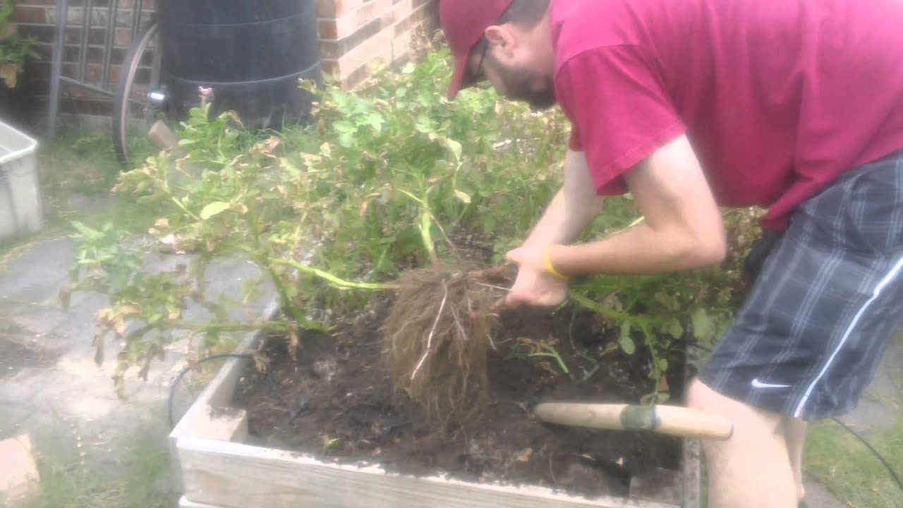 Get A Better Harvest - Mounding Potatoes - YouTube