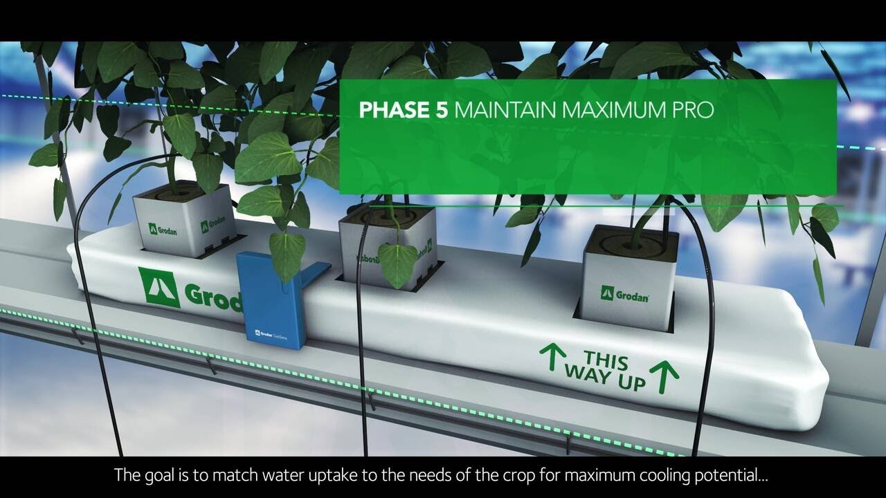 Grodan 6-phase model - Phase 5 - YouTube