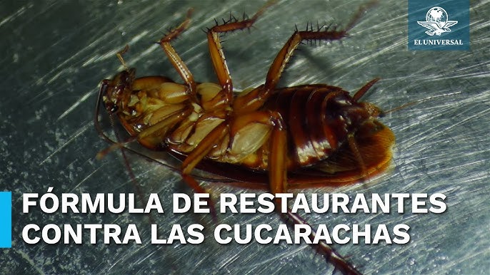 Control Casero De Cucarachas Cómo Eliminar Cucarachas Y Que No