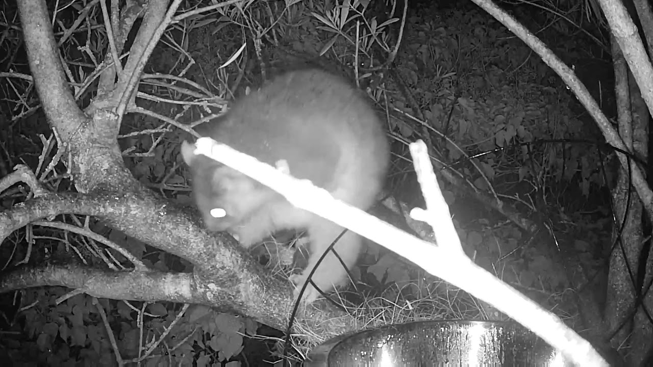 Ringtail Possums collecting for Nest/ Drey - YouTube