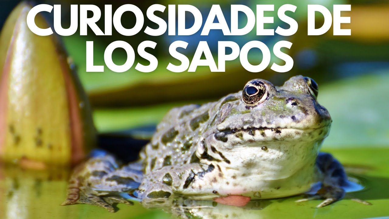 CURIOSIDADES DE LOS SAPOS - YouTube