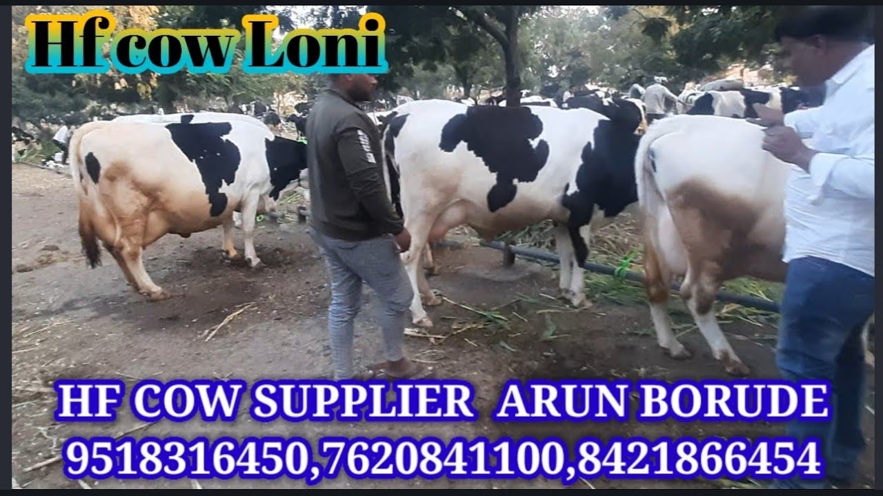 HF COW SUPPLIER LONI AVAILABLE COW LONI MARKET - YouTube