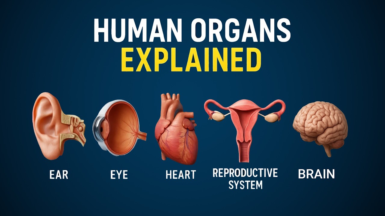 Anatomy of Human Organs Explained | Full Guide - YouTube