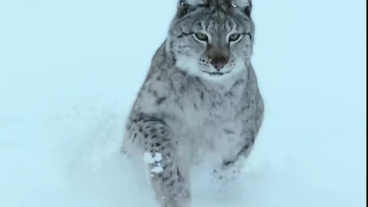 This is how the lynx survives in extreme conditions. Even deer are in ...