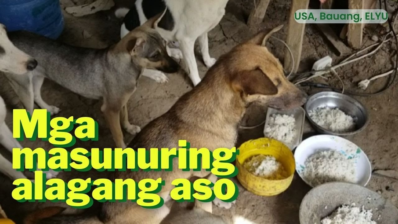Trained Dogs! Mga Bantay sa El-Yu Farm. #traineddog - YouTube