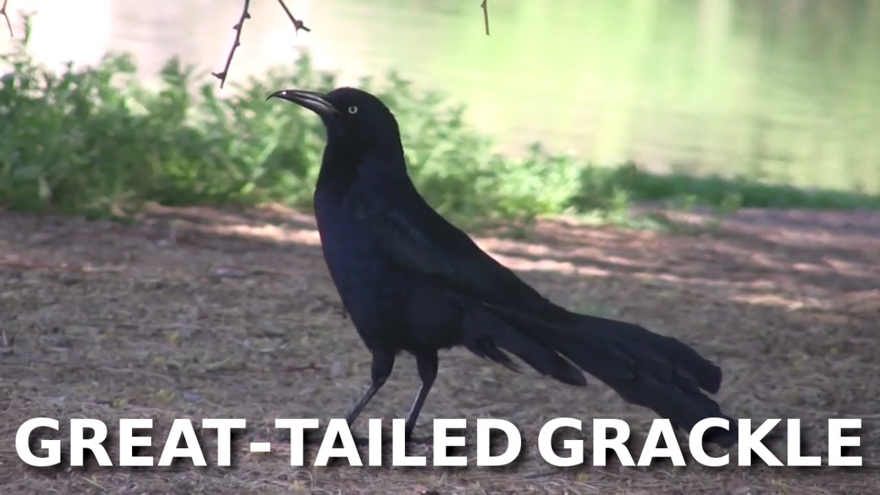 Great Tailed Grackle call and behavior - YouTube