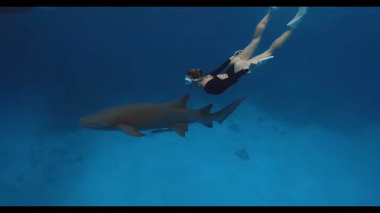 Chill Out With Nurse Sharks: Silence Your Mind And Find Your Vibe - YouTube