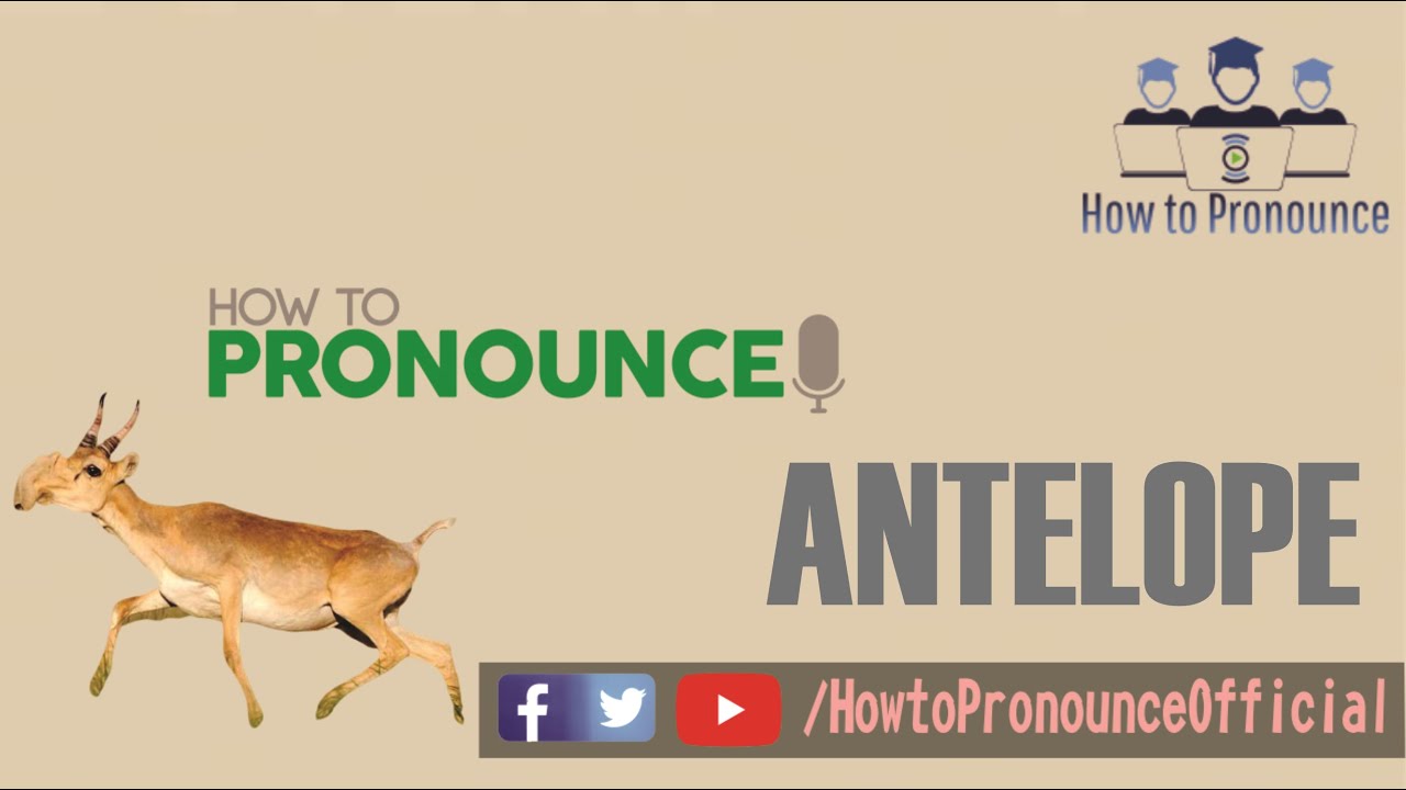 How to Pronounce Antelope - YouTube