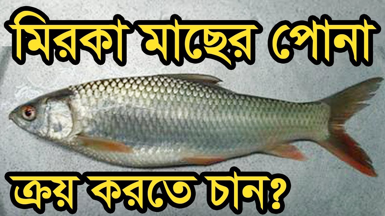 Mirka Fish Farming || Mirka Fish | Carp Fish Farming || - YouTube