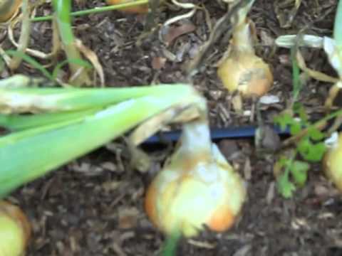 CANDY ONIONS - YouTube